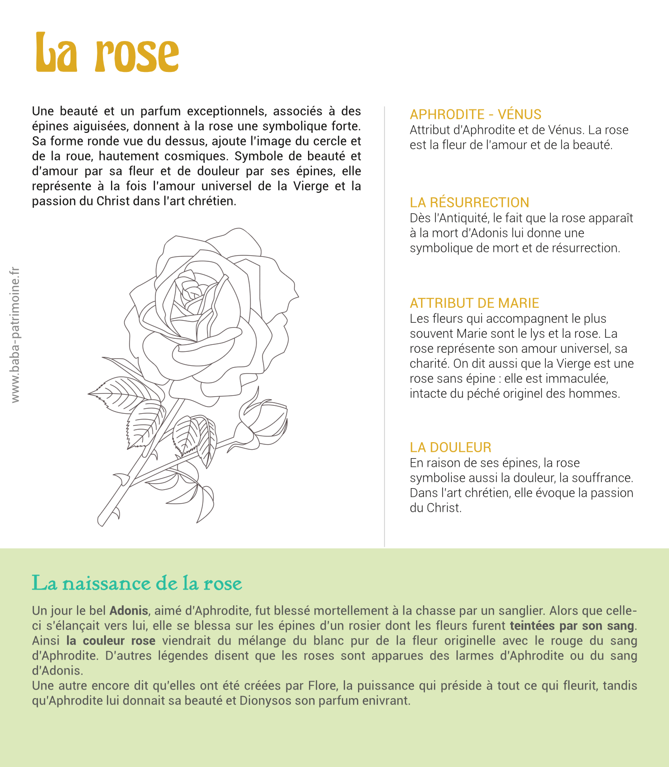 La rose - Le b.a.-ba du patrimoine